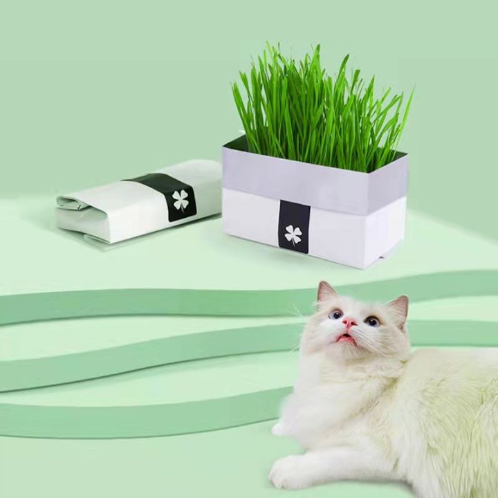 Soilless Organic Catgrass Cat Grass Snack Growing Kit Cat Grass ...