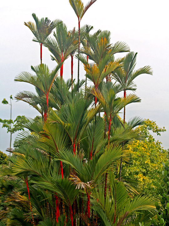 Buy 1 take 1 RED PALM Chinese Lucky palm ‼️photo inspiration on first ...