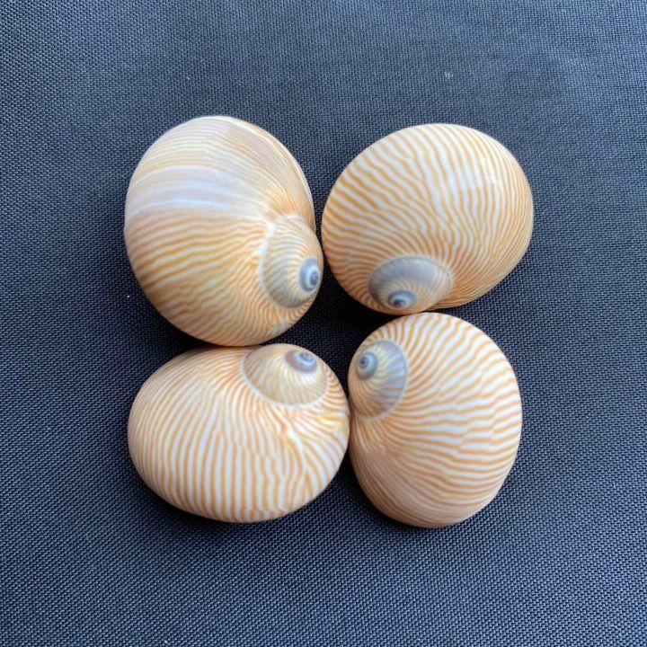 เปลือกหอย เปลือกหอยมุกหยกไหมทอง Golden silk jade snail shell | Lazada.co.th