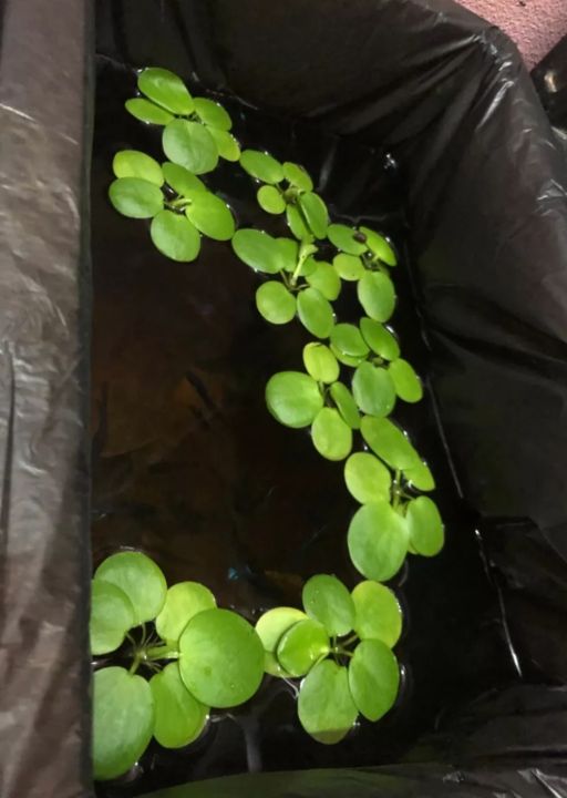 Frogbit 10 pokok live plant aquarium plants | Lazada