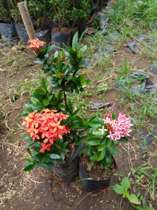 Bunga Asoka Micro dan Super Micro Pink, Orange, Merah, Putih | Lazada ...