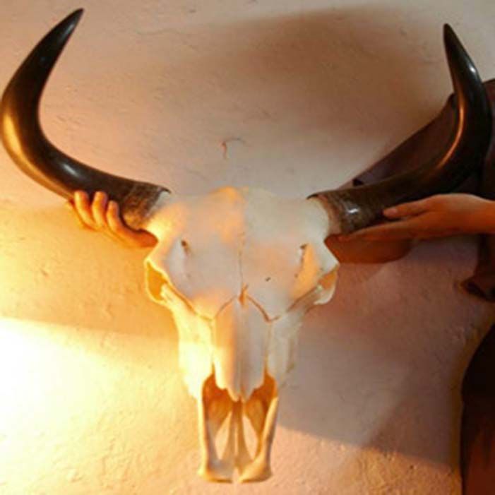 Yak Skull Specimen Vegetable Banquet Real Cow Head Natural Big Cow Head ...