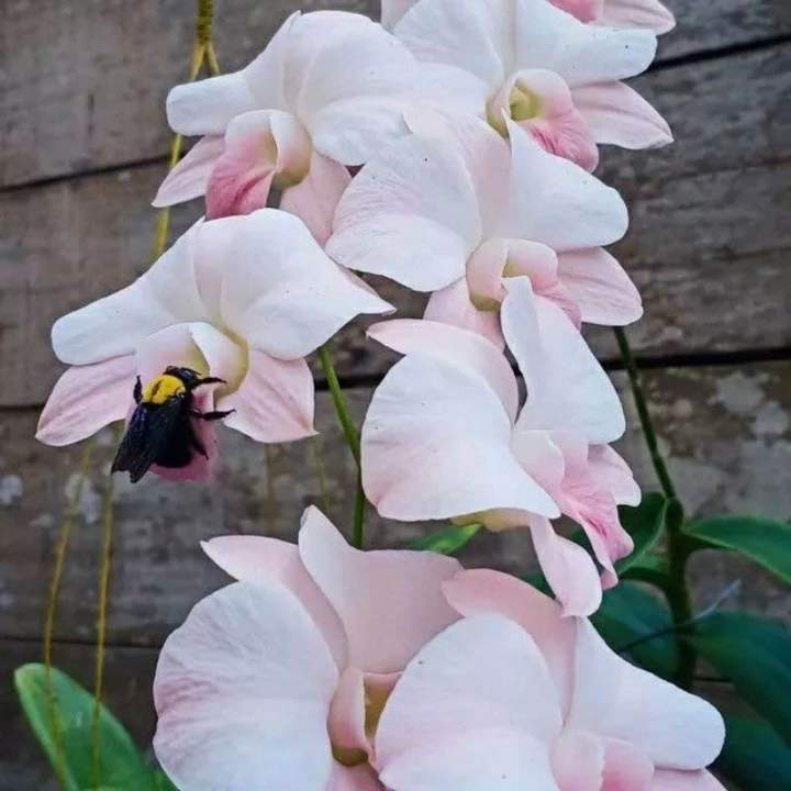 anggrek dendrobium bunga besar | Lazada Indonesia