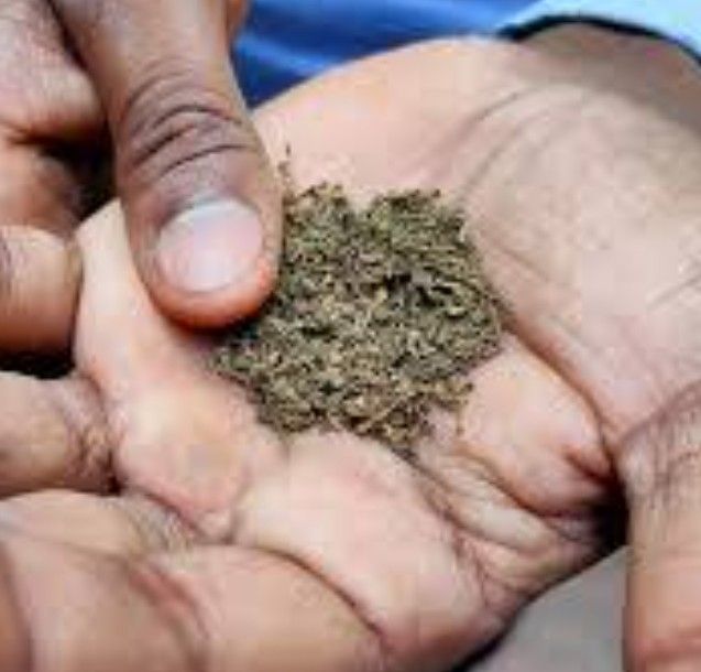 Indian Surti Khaini सुरती उत्तर प्रदेश वाला ( 100 Gram ) | Lazada.co.th