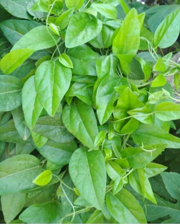 Daun cincau rambat segar | Lazada Indonesia