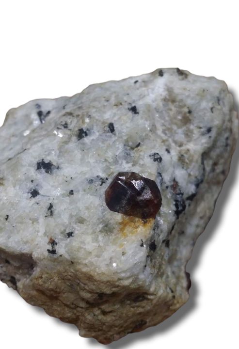 Buntat Delima Merah | Lazada