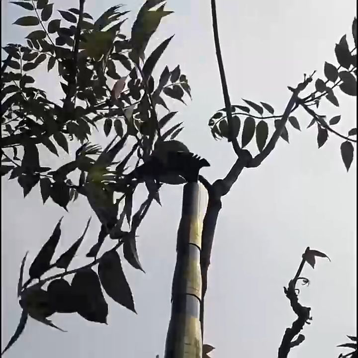 telescopic stainless steel net saw galah kait buah pole fruit picker ...