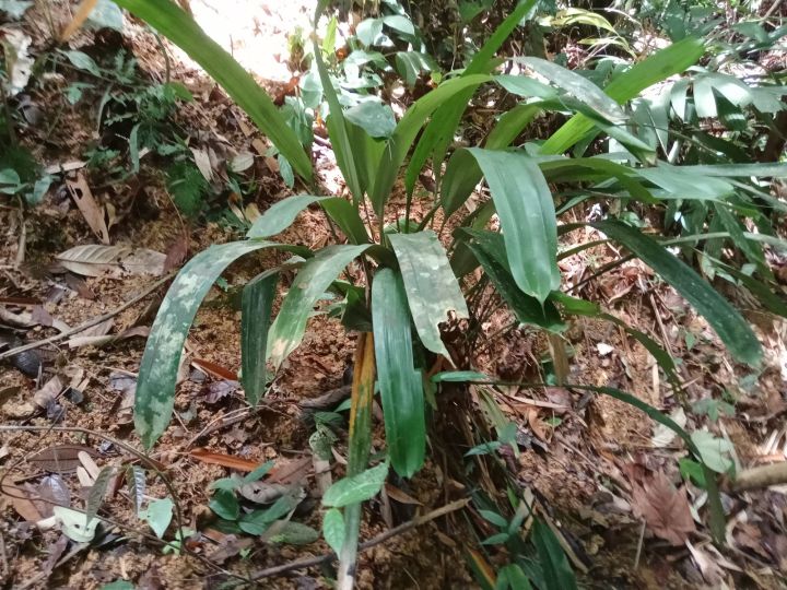 pokok serapat pandan / pokok serapat kulit / pokok herba wanita dalam ...