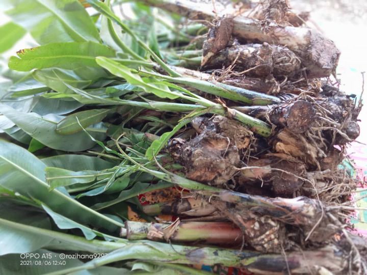 Anak benih pisang berangan sulur🔥 ready stock 🔥 | Lazada
