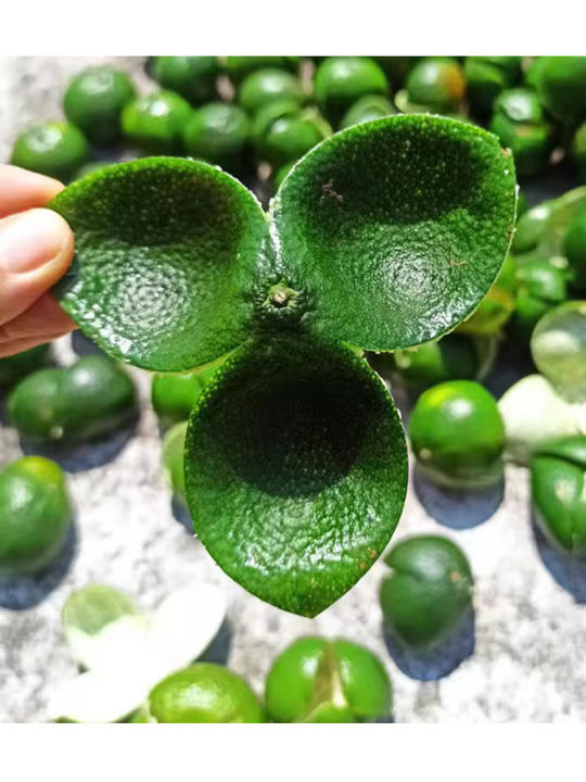 Authentic Guangdong Speciality Newui Old Tree Chinesecitrus Peels ...