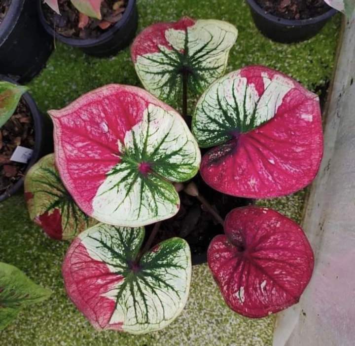 Umbi caladium / keladi Thailand series T02 | Lazada Indonesia