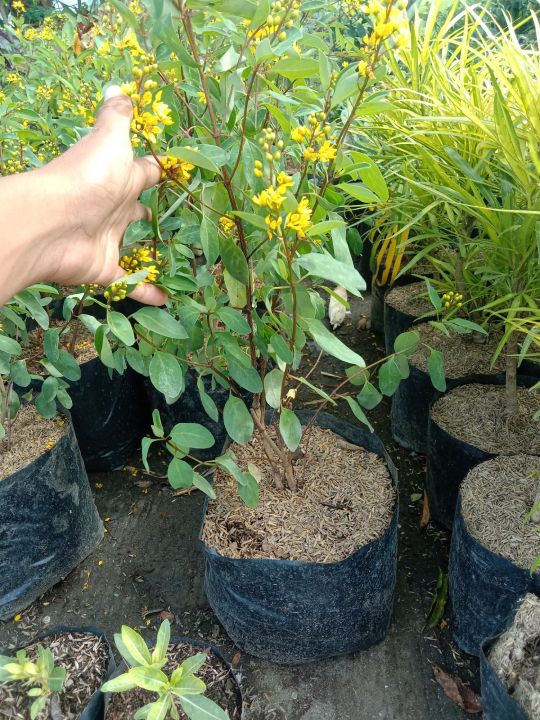 Yellow Bush | Lazada PH
