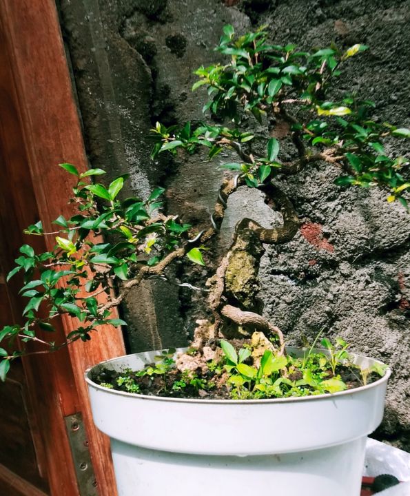 bonsai sakura micro paket 2 btg | Lazada Indonesia