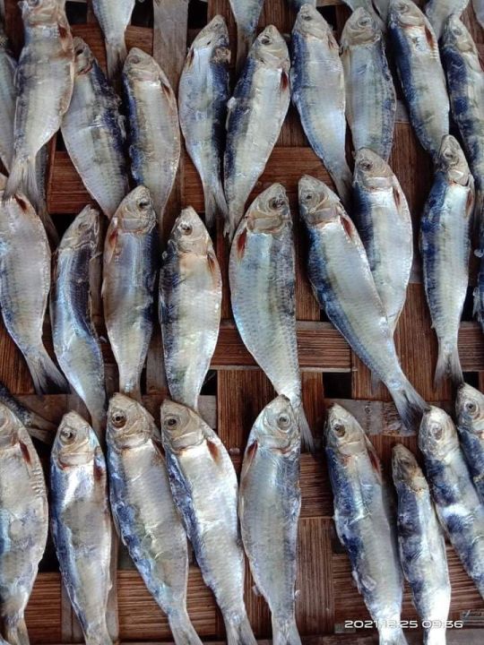 250/500/1000 grams Best Buy tuyo Salinas Big Size From Masbate perfect ...