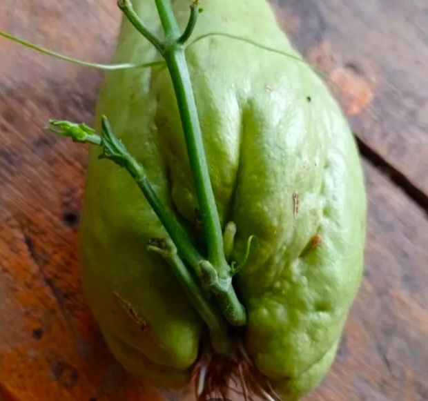 BIBIT LABU SIAM / BENIH LABU SIAM / BIBIT WALUH SIAM JUMBO BANDUNG ...