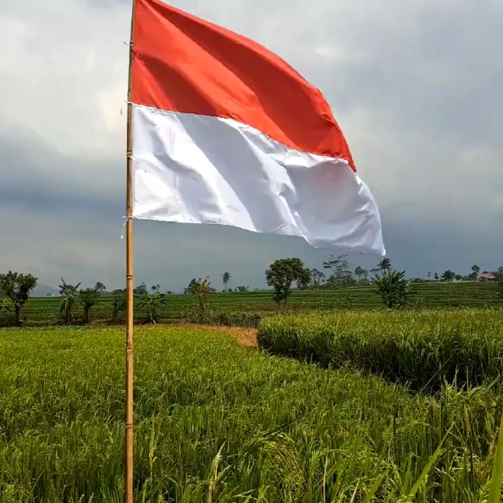 BENDERA MERAH PUTIH || BENDERA INDONESIA | Lazada Indonesia