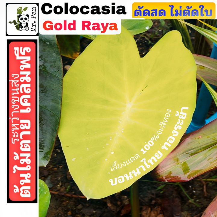 Colocasia Tong raya ตัดสดไม่ตัดใบ โคโลคาเซีย ทองระย้า บอนนาไทย ทองระย้า ...
