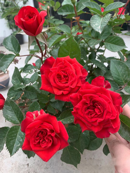 Intense Rose Red Rose Plants Large Seedlings Buxton Lipstick Color ...
