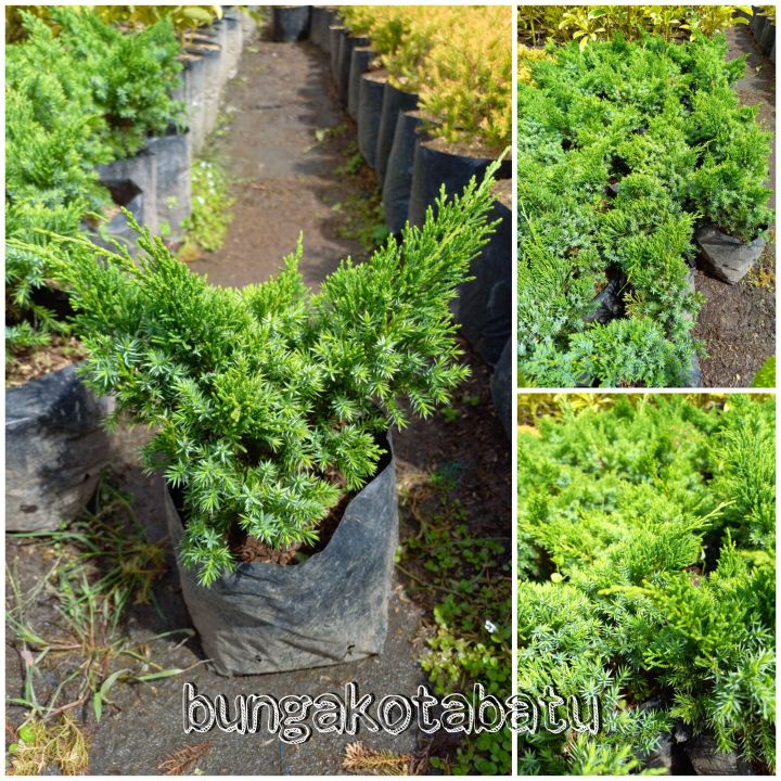 Tanaman Hias Cemara Papua | Lazada Indonesia