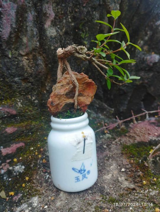 mini bonsai#Bonsai jeliti#wrightia Religiosa#水梅盆栽#water jasmine#Anting ...