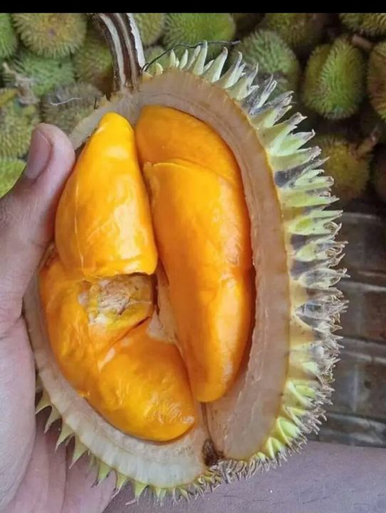 Durian hutan Kalimantan original | Lazada Indonesia