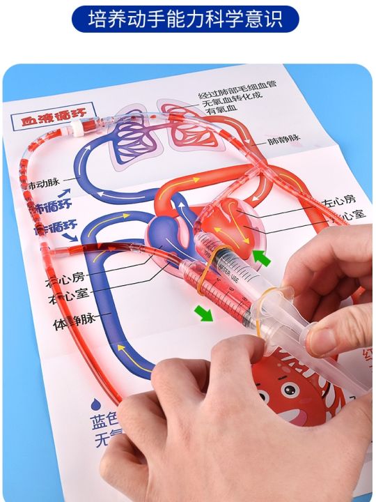 DIY Scientific Experiment Equipment Human Body Circulatory System Model ...