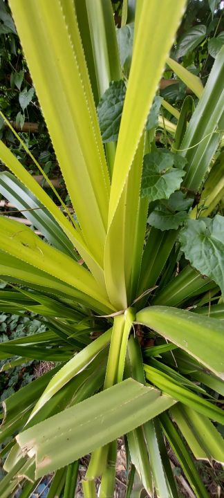 Pandan lalaki leaves Fresh only | Lazada PH