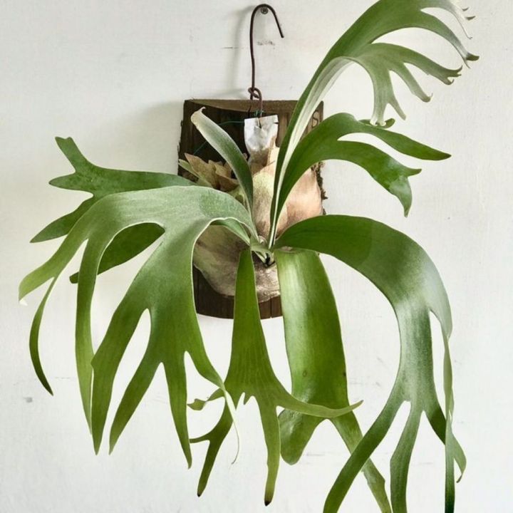 tanaman tanduk rusa simbar menjangan(besar) /pohon hias paku menjangan ...