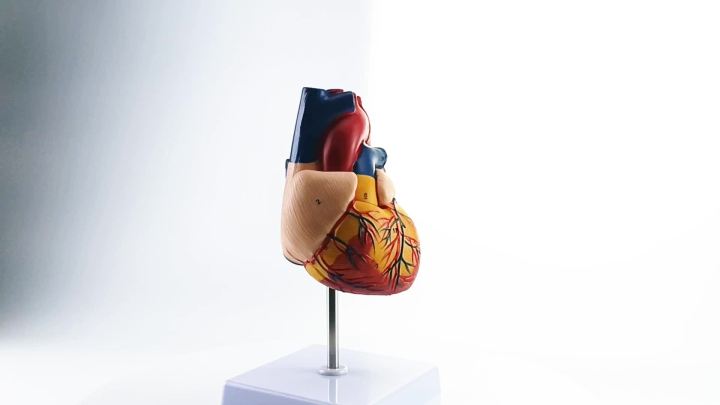 QWORK Human Heart Model, Anatomically Accurate Numbered 2-Part Life ...