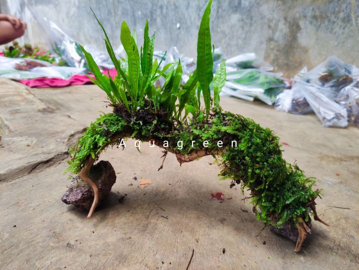 kayu rasamala terowongan / jembatan hiasan aquarium - tanaman aquascape ...