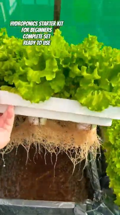 HYDROPONICS STARTER KIT E (LETTUCE SEEDS) - COMPLETE SET FOR BEGINNERS ...