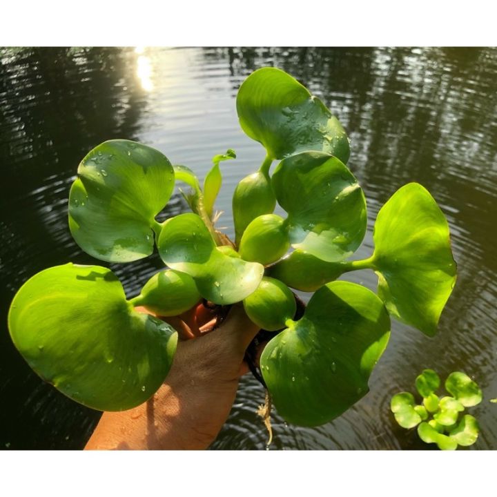 ผักตบชวา พืชน้ำ บรรจุ 15 กอ☘️🍀ขายราคาถูก☘️‼️‼️ | Lazada.co.th