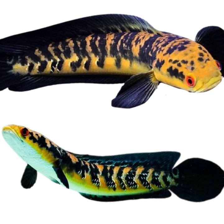 Channa Maru YS Red Eye (Yellow Sentarum Sp Kalimantan) | Lazada