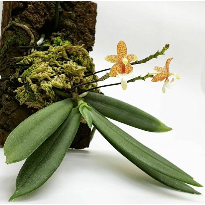 Anggrek Grosourdya Appendiculata anggrek mini | Lazada Indonesia