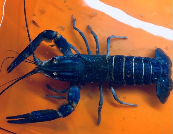 Blue Swamp Crayfish/澳洲大蓝虾(5inci) | Lazada