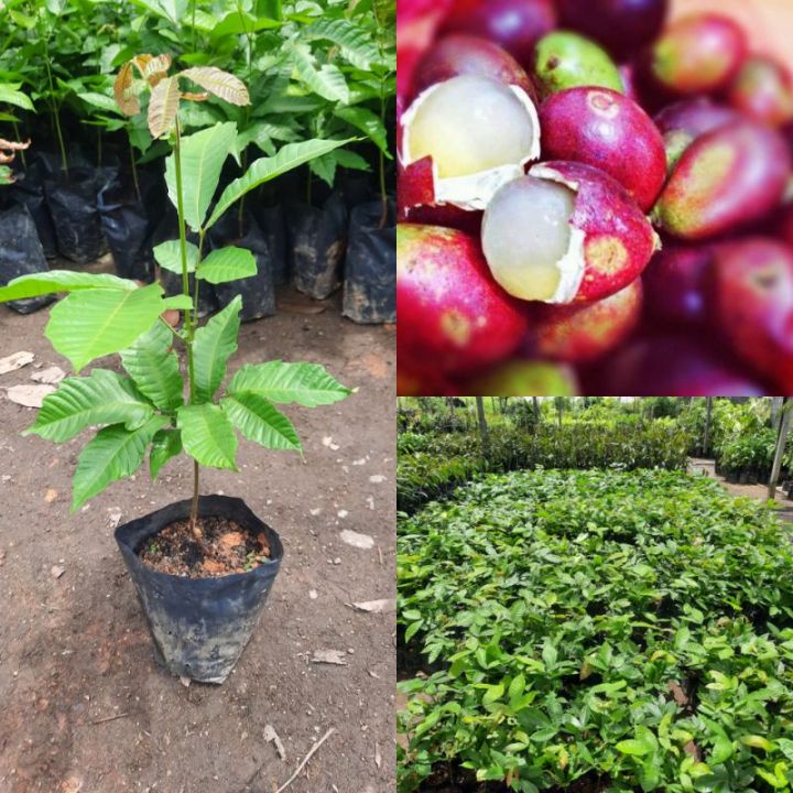 Anak pokok longan Brazil viral +++Anak Pokok Anggur Brasil +++ Ready ...