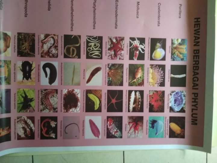 poster hewan berbagai phylum peraga pendidikan poster carta model ...