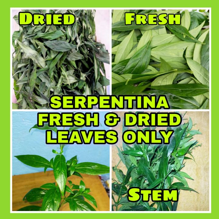 SERPENTINA FRESH AND DRIED LEAVES ONLY | Lazada PH