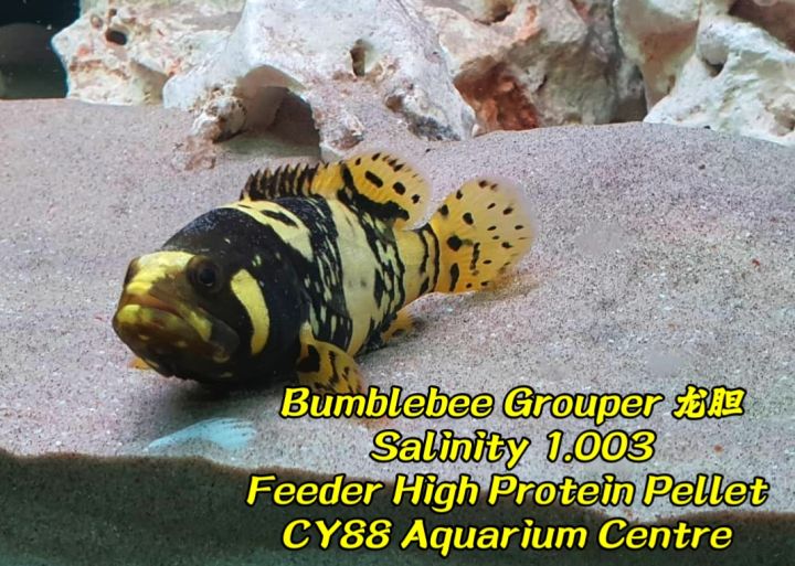 11inch+- Bumblebee Grouper BBG 台湾淡化龙胆 | Lazada