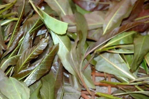 daun pucuk putat fresh 100 gram | Lazada Indonesia
