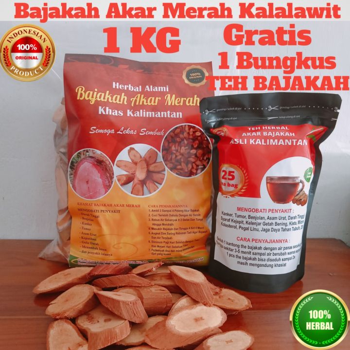 Akar Bajakah Merah 1kg 100% Asli | Lazada Indonesia