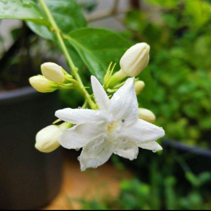 Anak Plant Jasmine / Pokok Bunga Melur wangi [Live Plant] | Lazada