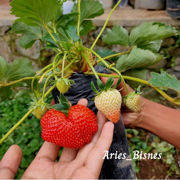 BIBIT STRAWBERRY JUMBO SUPER MANIS // BIBIT TANAMAN BUAH STRAWBERRY ...