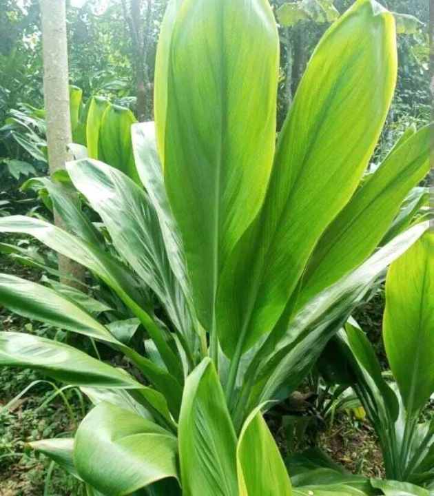 Daun hanjuang hijau segar fresh 20 lembar | Lazada Indonesia
