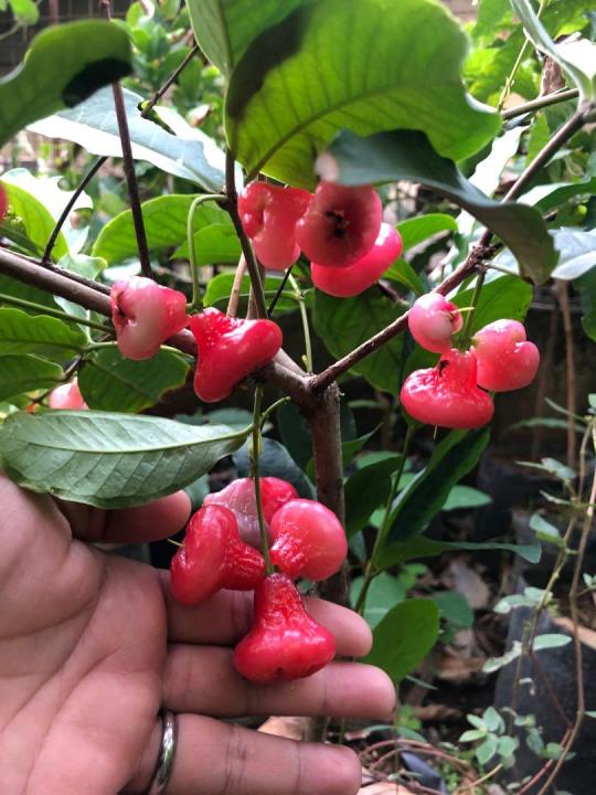 Macopa live plant with Free fertilizer | Lazada PH