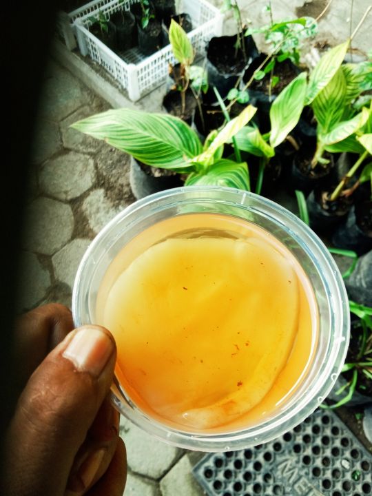 Scooby jamur Kombucha | Lazada Indonesia