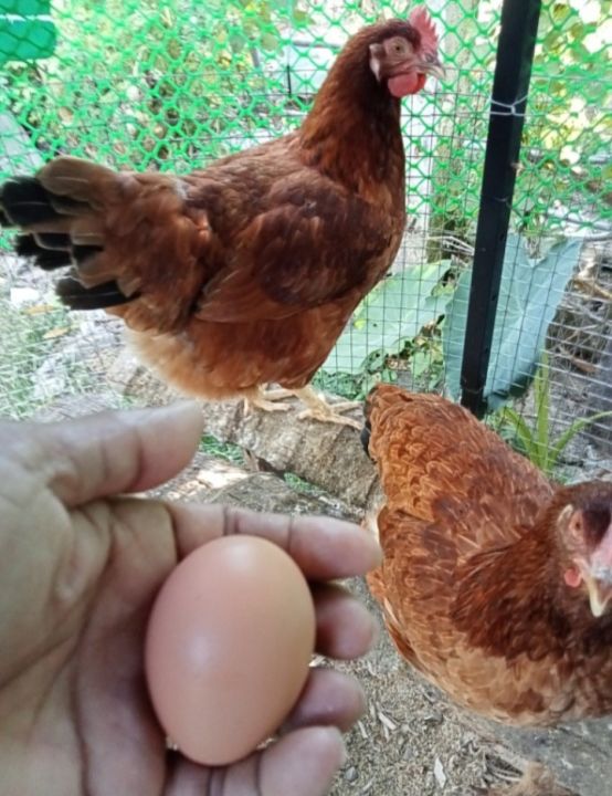 Rhode Island Red/Black Australorp Fertile Egg | Lazada PH