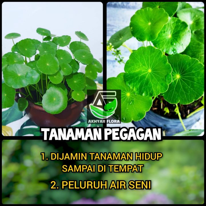 Pegagan Air Tanaman Herbal Daun Tapak Kuda Daun Antanan | Lazada Indonesia