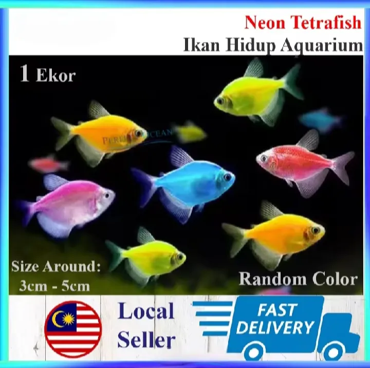 Neon Tetrafish Fish Random Color Aquarium Ikan Hidup 1 Ekor 3-5cm 🌊 ...