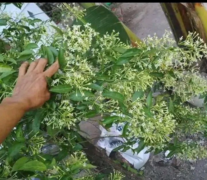 bunga arum dalu | Lazada Indonesia